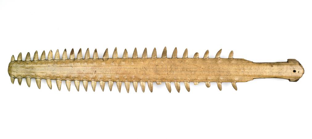 sawtooth sword