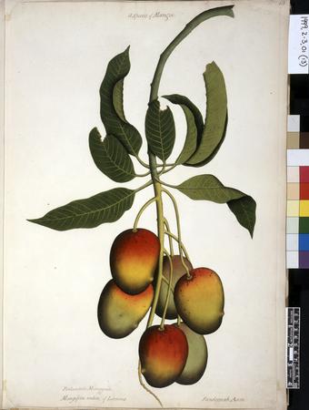 mango tree flower drawing