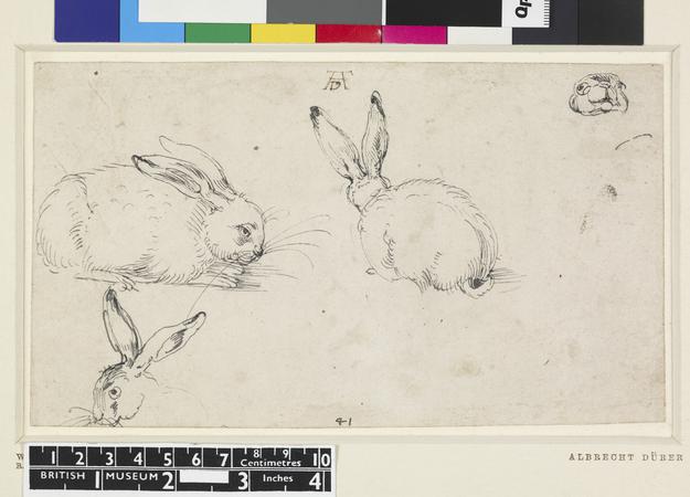 durer rabbit etching